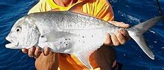 Caranx Wikipedia