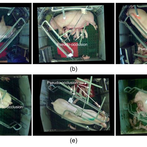 Sample Images From Six Datasets After Data Augmentation A F Download Scientific Diagram