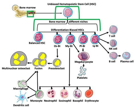 Differentiation Of Hematopoietic Stem Cells Hscs Multipotent And Download Scientific Diagram
