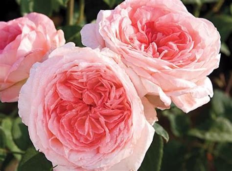 Liv Tyler™ Hybrid Tea Roses Fragrant Roses Types Of Roses
