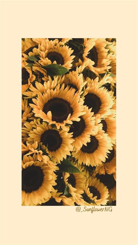 Sunflower Aesthetic Wallpaper By Austinrambler