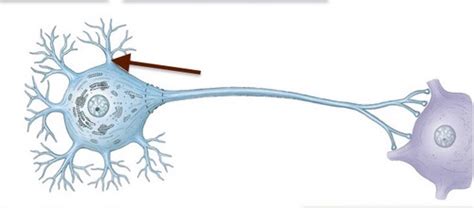 Lab Practical Neural Structures Flashcards Quizlet