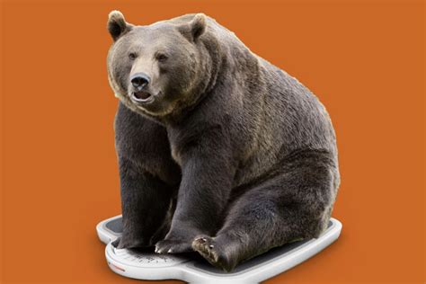 What Is Fat Bear Week Everything To Know About The Big Beefy Event