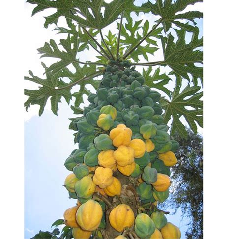 Carica – Ujian