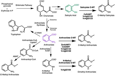 Methyl Anthranilate
