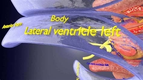 Central Nervous System Cortex Limbic Basal Ganglia Stem Cerebel 3d