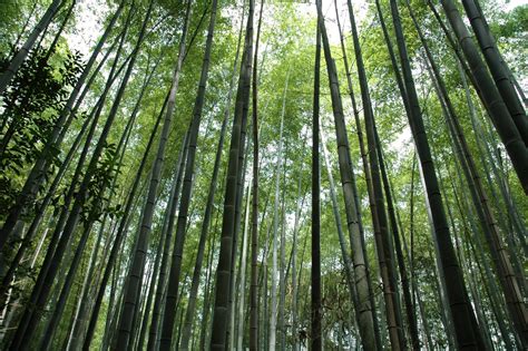 Phyllostachys Edulis Moso Bamboo