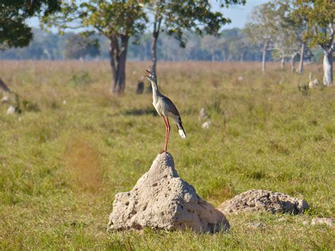 Definitive Guide To Red Legged Seriema Facts Habitat Conservation