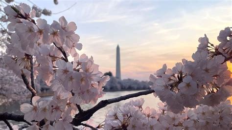 Cherry Blossom Peak Bloom Arrives In Dc Boosted By Warm Weather Fox