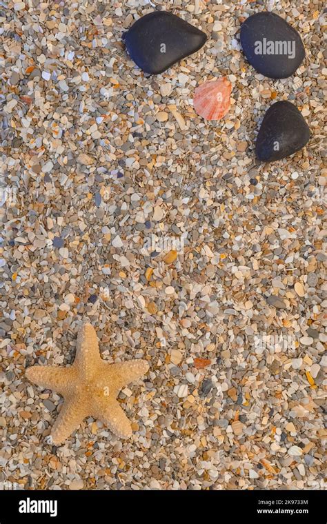 Shells On A Background Of Pebbles And Small Broken Shells With Free