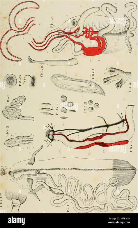 This 1888 Atlas Presents Detailed Comparative Anatomy Of Invertebrates A Key Resource In The