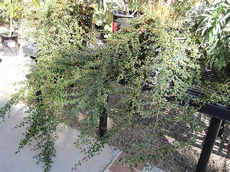 Cotoneaster Dammeri Pruning