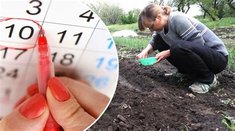 Квітень на городі Посівний календар на травень 2024 року Новини Вінниці