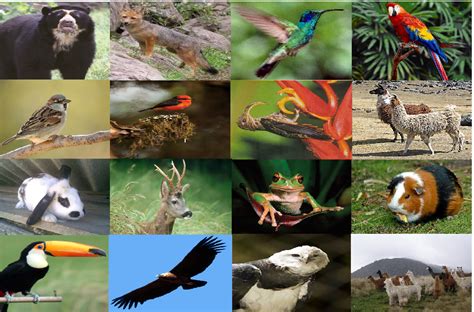 Fauna Del Ecuador Fauna De La Sierra