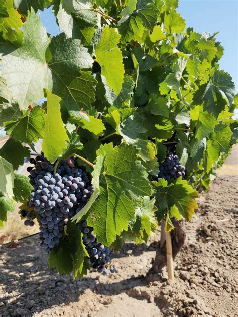 Puedes Cultivar Uvas En Una Cerca Cómo La Agricultura Regenerativa