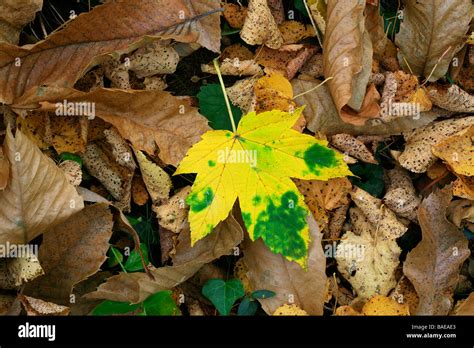 Acer Pseudoplatanus Leaf And Cosmos Bipinnatus Arabis Pumila Stock