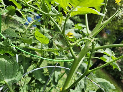 Flowers And Leafs On The Same Stem Also A Split Main Stem R Tomatoes