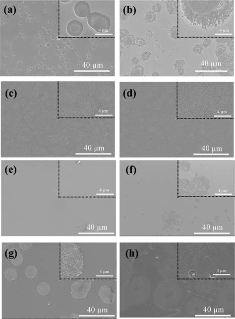Sem Micrographs Of The Surface Morphology Of The Sr Implanted Sic