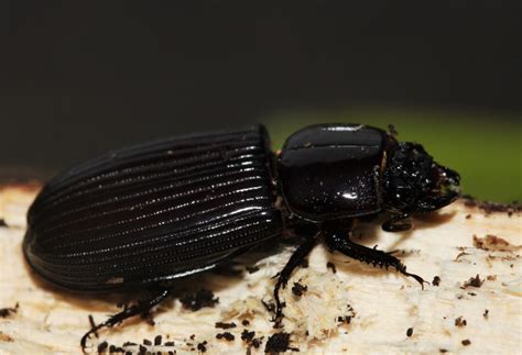 Passalidae Or The Story Of The Pet Hole Bens Beetle Breeding Pages