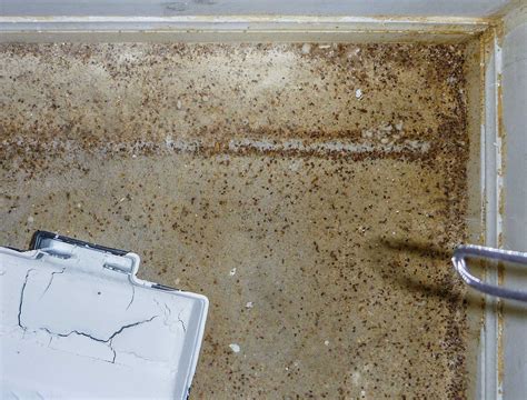 The Worst Case Of Bed Bug Infestation Pest Control Of Bed Bugs