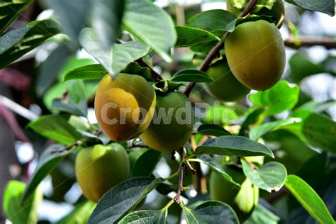 감나무 감 대봉 대봉감 감나무잎 사진 이미지 일러스트 캘리그라피 해피스챤작가