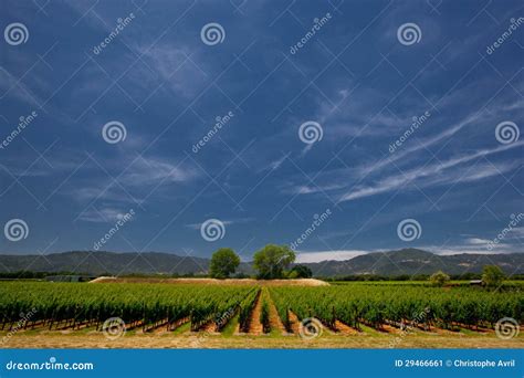 Vineyard Panorama Stock Image Image Of Bottle Wideangle 29466661