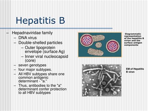 PPT - Hepatitis B PowerPoint Presentation, free download - ID:342774