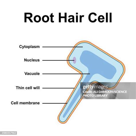 Root Cell Diagram 1 An Overview And Schematic Representation Of A