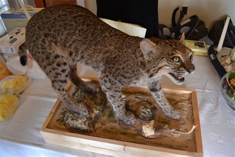 The Wild Life The Bobcat Mount