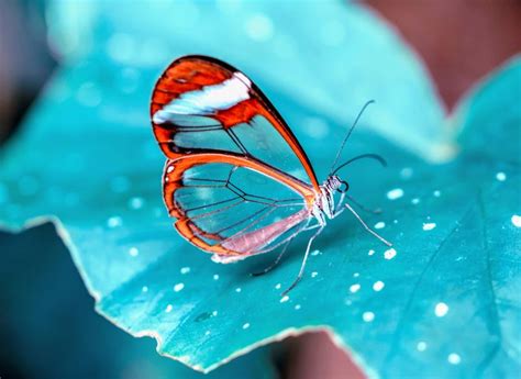 19 Of Natures Most Vibrantly Colorful Creatures Complete Gardening