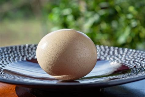10 Ostrich Egg Benefits You Need To Know For A Healthier Diet