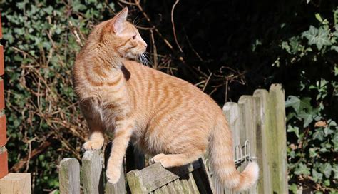 Orange Tabby Cat Facts Bodysere