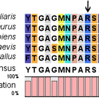 Multiple Sequence Alignment In MIP From Different Species A Multiple Download Scientific