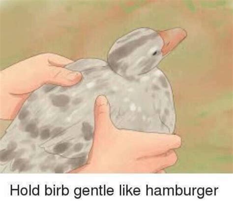 The Best Birb Memes Memedroid