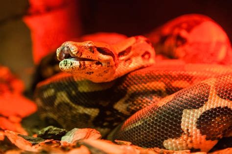Premium Photo Snake Python Closeup Under Red Light