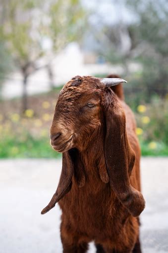 A Young Little Goat Of The Damascus Goat Breed Cute Brown Shami