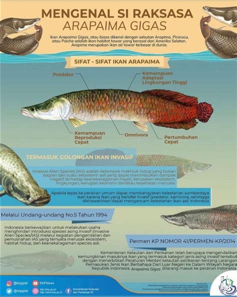 Gambar Ikan Arapaima 56 Koleksi Gambar