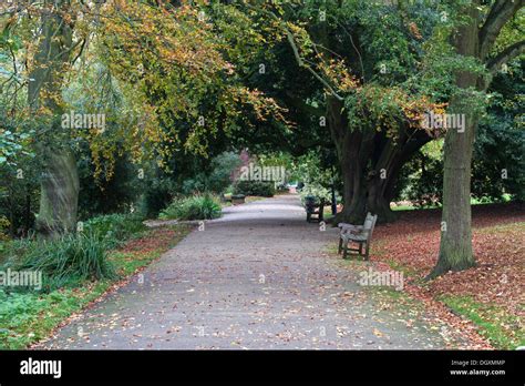 Tree Lined Path With Autumnal Fallen Leaves Stock Photo Alamy