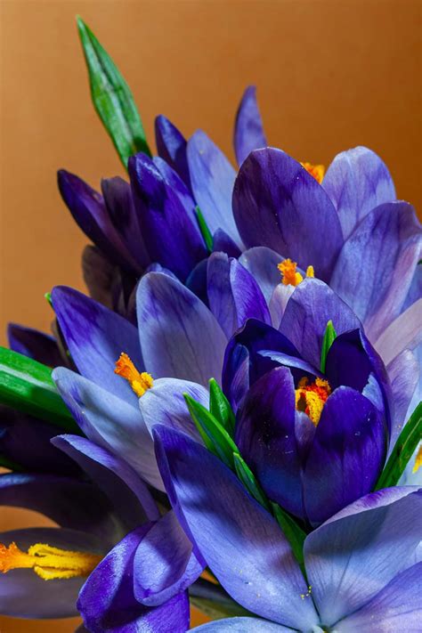 How To Grow Crocuses Indoors Gardeners Path