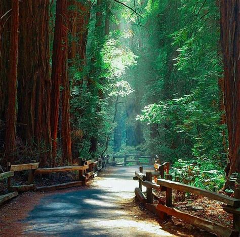 Weather Muir Woods California At Carey Shaw Blog
