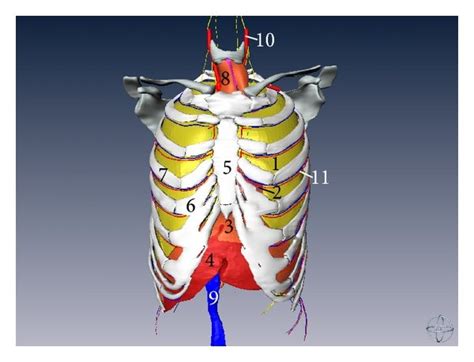 Three Dimensional Surface Rendering Reconstructed Model Of Thoracic Download Scientific Diagram