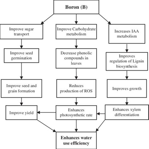 Pdf Improving Agricultural Water Use Efficiency By Nutrient Management In Crop Plants