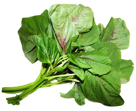 Nutritional Profile Of Amaranth Masa Americana