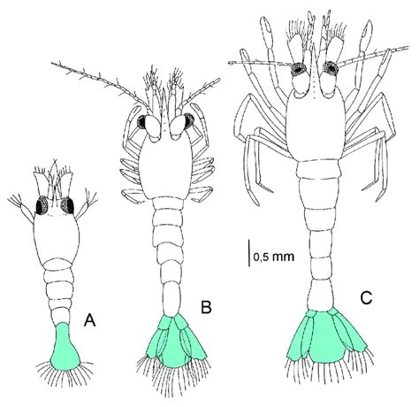 Estadios Que Atraviesa Macrobrachium Borellii Después De La Fase Download Scientific Diagram