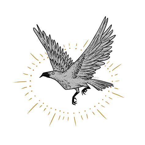 Crow Illustration
