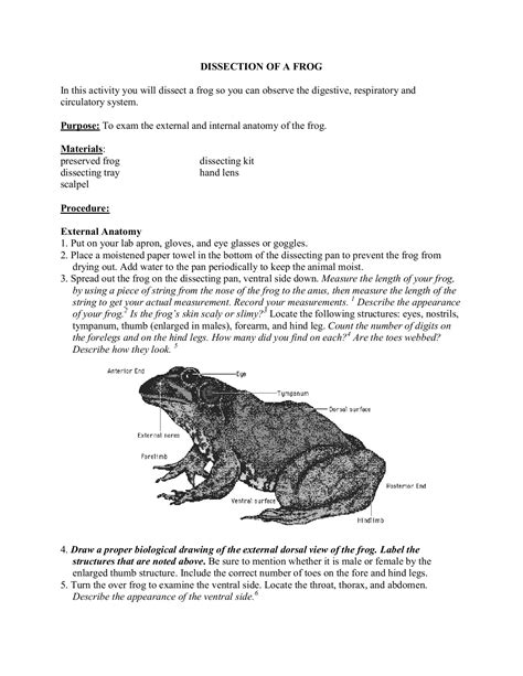 Frog Dissection Worksheet Pdf