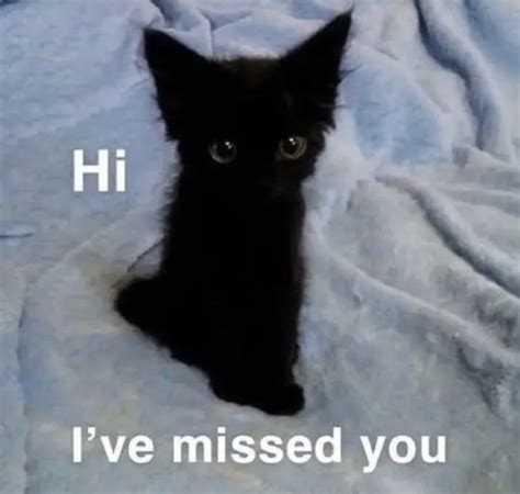 Pinterest Cute Cat Memes Cat Memes Silly Cats