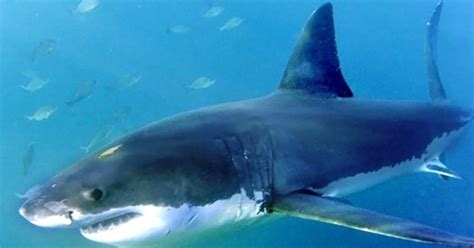 가슴부위 찢어 간 빼갔다…남아공 백상아리 떼죽음 무슨일