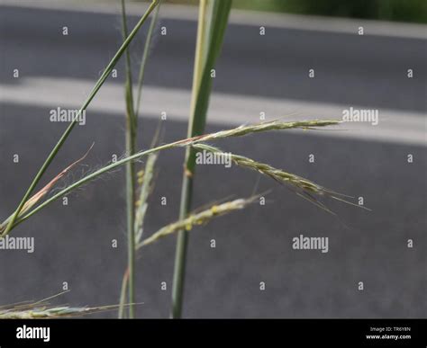 Thatching Grass Thatch Grass Coolatai Grass Hyparrhenia Hirta