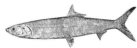Elopiformes Définition Et Explications